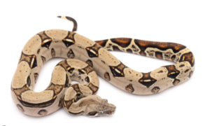 Columbian Red Tail Boa for Sale - Rept Marts